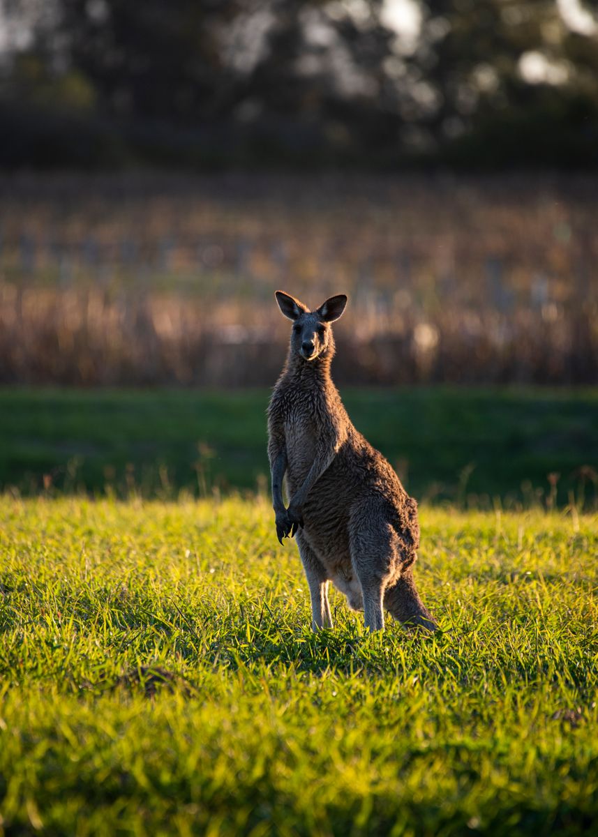 'Kangaroo Portrait' Poster by KarolPhotoworld | Displate
