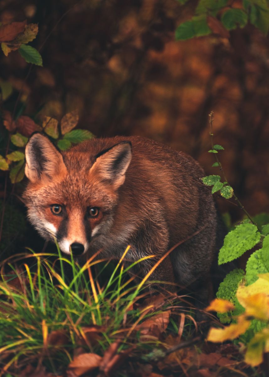 'shy fox' Poster, picture, metal print, paint by Travel Travel | Displate