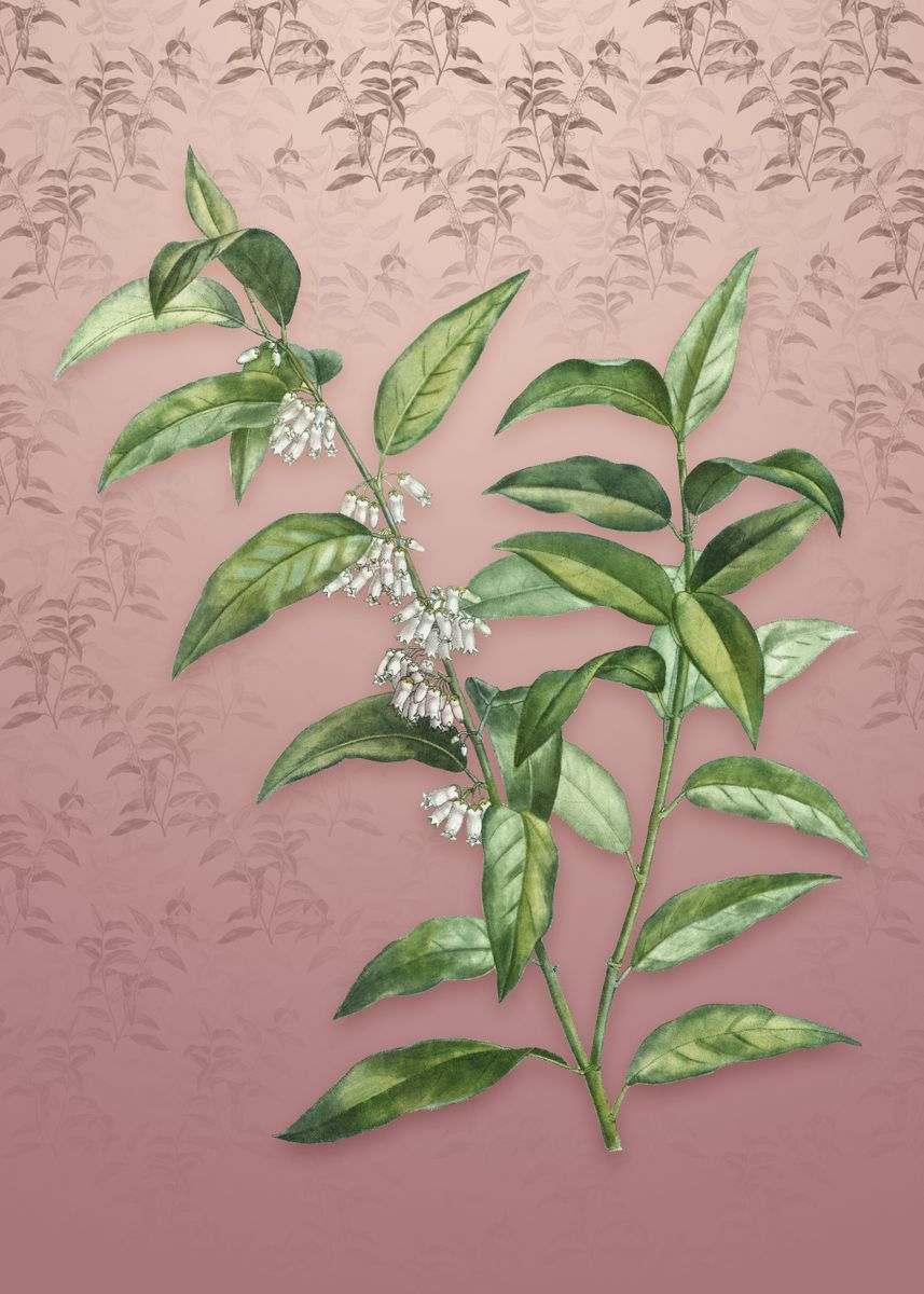 'Andromeda Acuminata Bloom' Poster, picture, metal print, paint by Holy ...