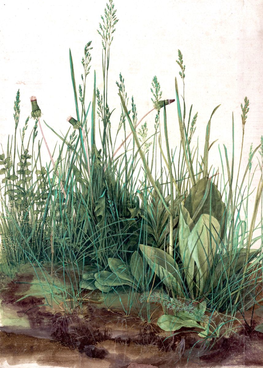 'The Large Piece of Turf' Poster, picture, metal print, paint by ...