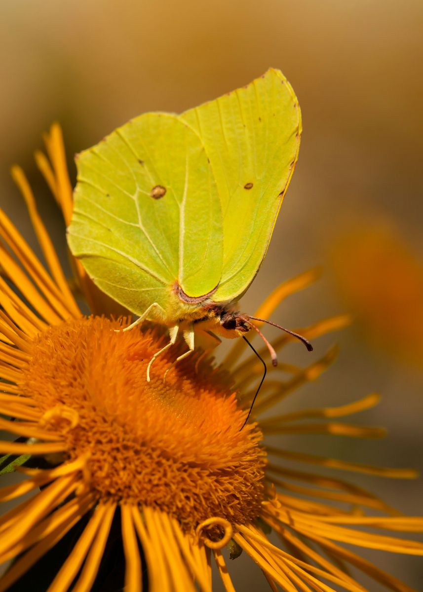'Yellow butterfly' Poster, picture, metal print, paint by Mycatherina ...