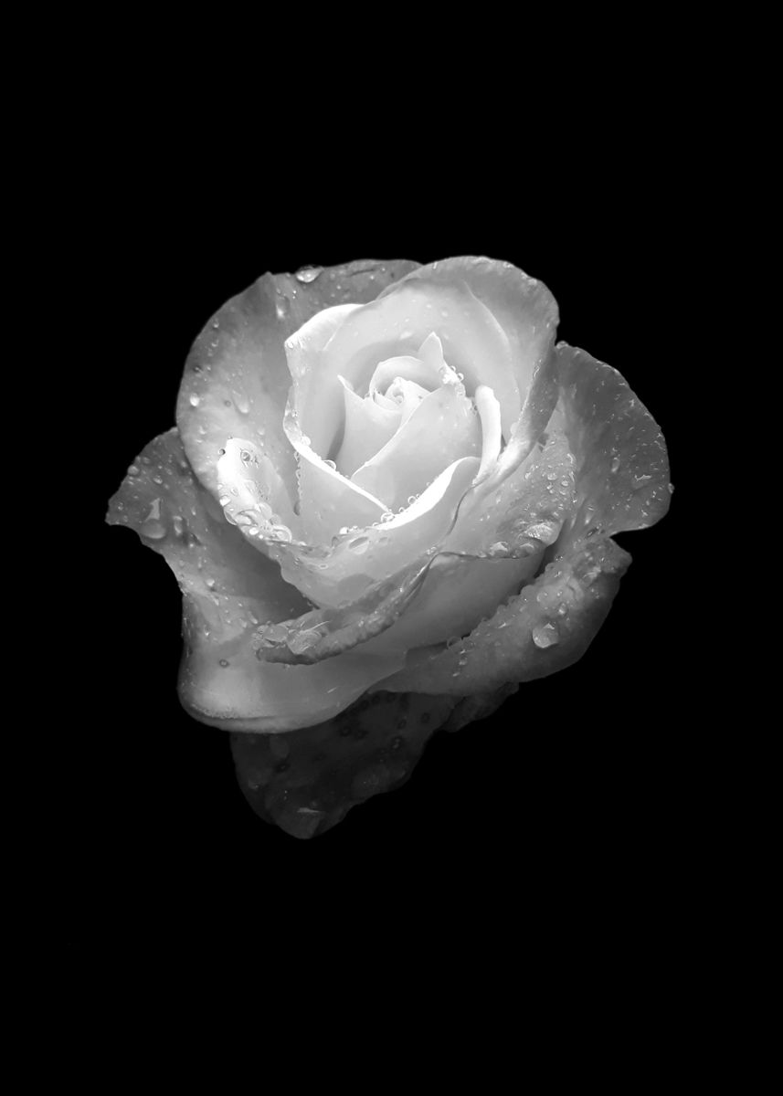 'Luminous rose' Poster, picture, metal print, paint by Edy Art Space ...