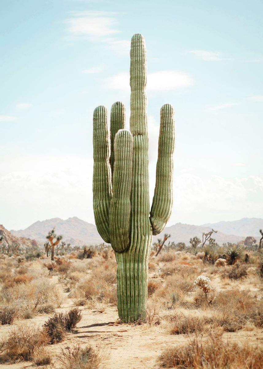 'Cactus Life' Poster by Gal Design | Displate