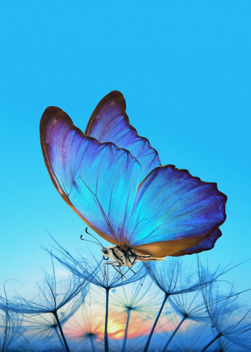 'Beautiful Butterfly' Poster, picture, metal print, paint by VIVEK ...