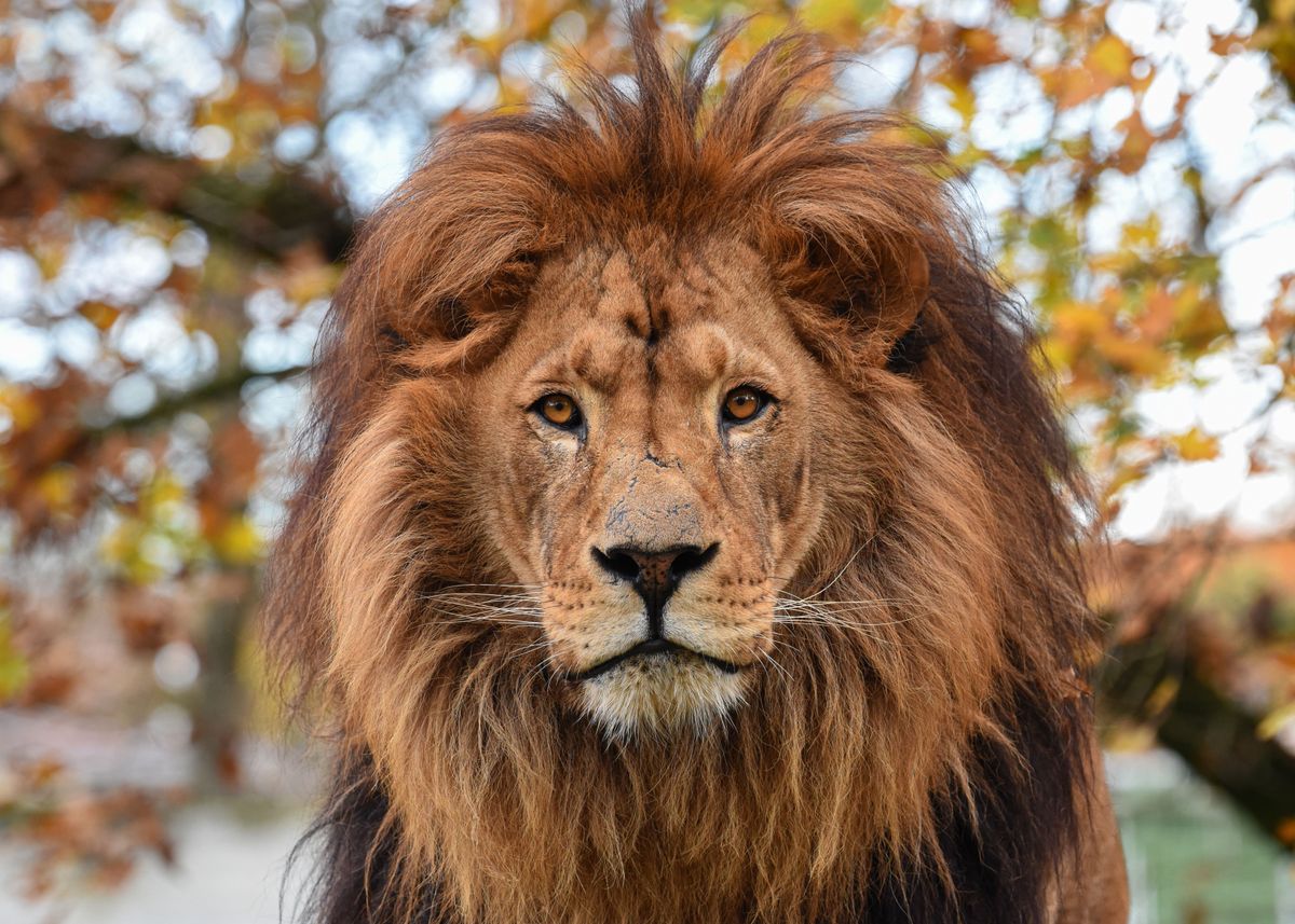 'Peaceful Lion' Poster by AxselYustisio | Displate