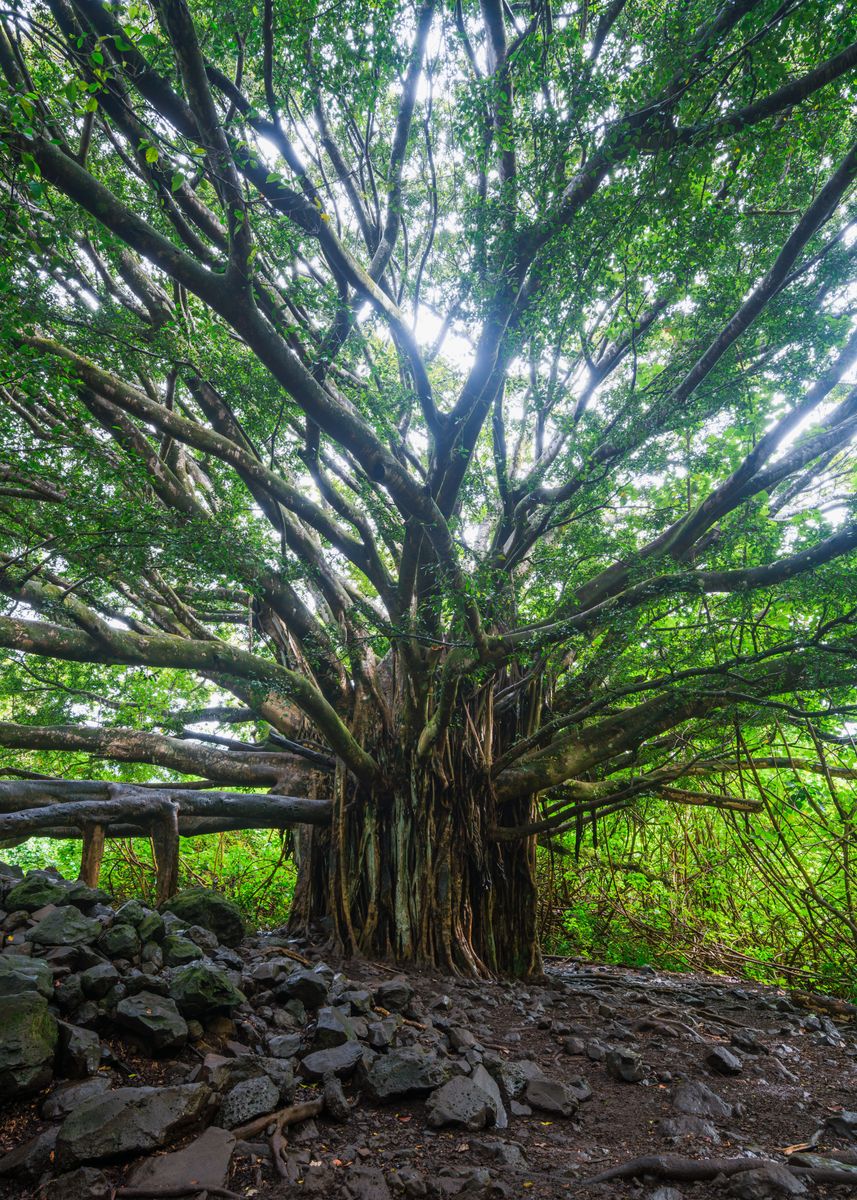 'Banyan tree Maui Hawaii' Poster, picture, metal print, paint by Matteo ...