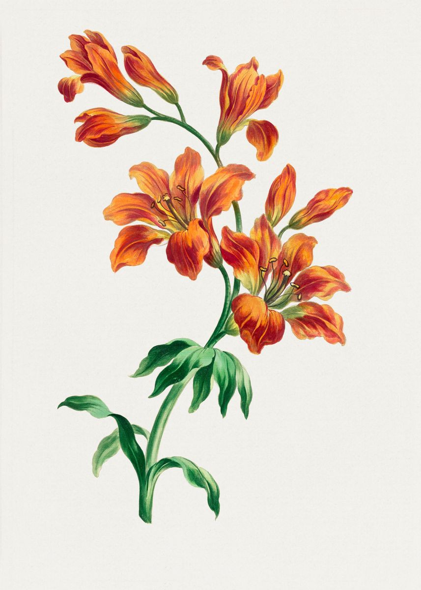 'Large Orange Lily' Poster, picture, metal print, paint by Tariq ...