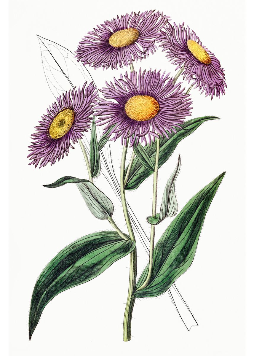 'Shewy stenactis' Poster, picture, metal print, paint by Tariq ...