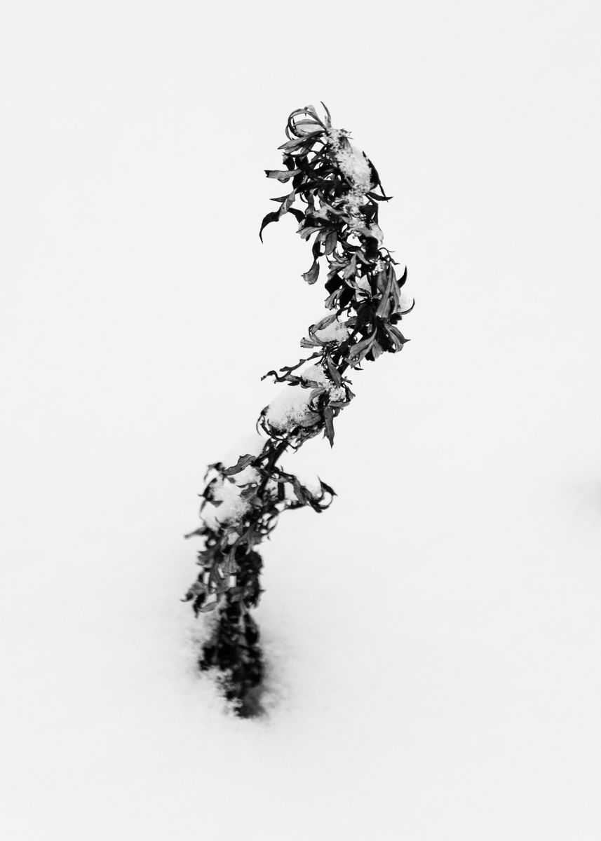 'S Shaped Flower' Poster, picture, metal print, paint by Martin Vorel ...