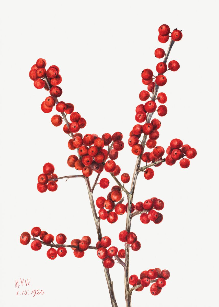 'Winterberry Ilex verticil' Poster, picture, metal print, paint by ...