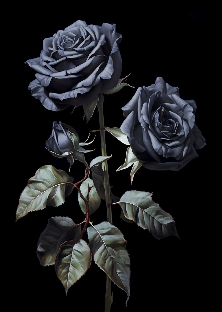 'Black Rose Print' Poster, picture, metal print, paint by Steel Canvas ...