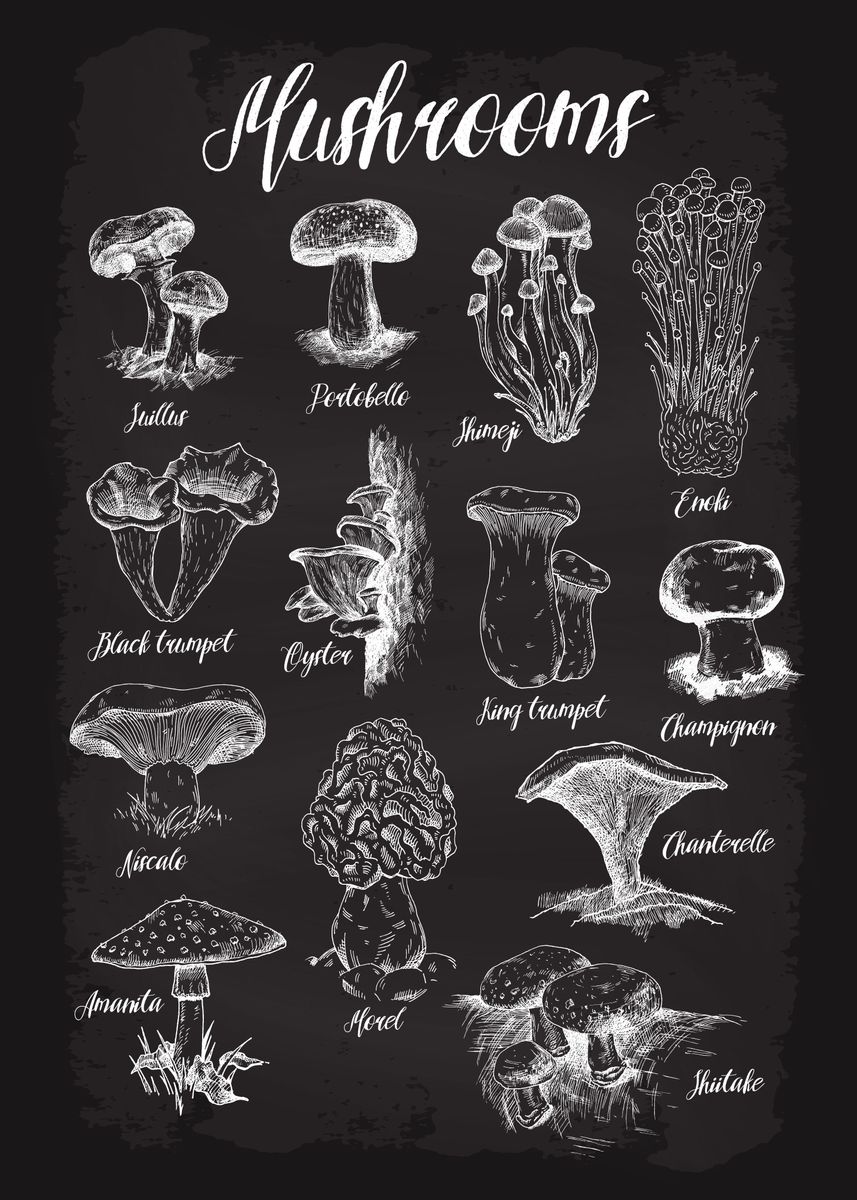 'Mushrooms Guide Types' Poster, picture, metal print, paint by dkDesign ...