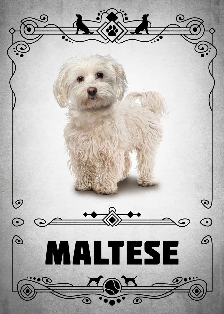 'Maltese' Poster, picture, metal print, paint by Bo Kev | Displate