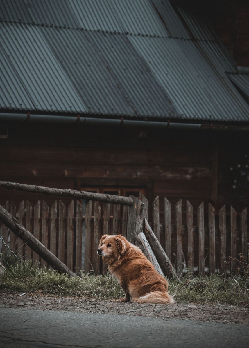 'Brown dog' Poster, picture, metal print, paint by Adam Stolarczyk ...