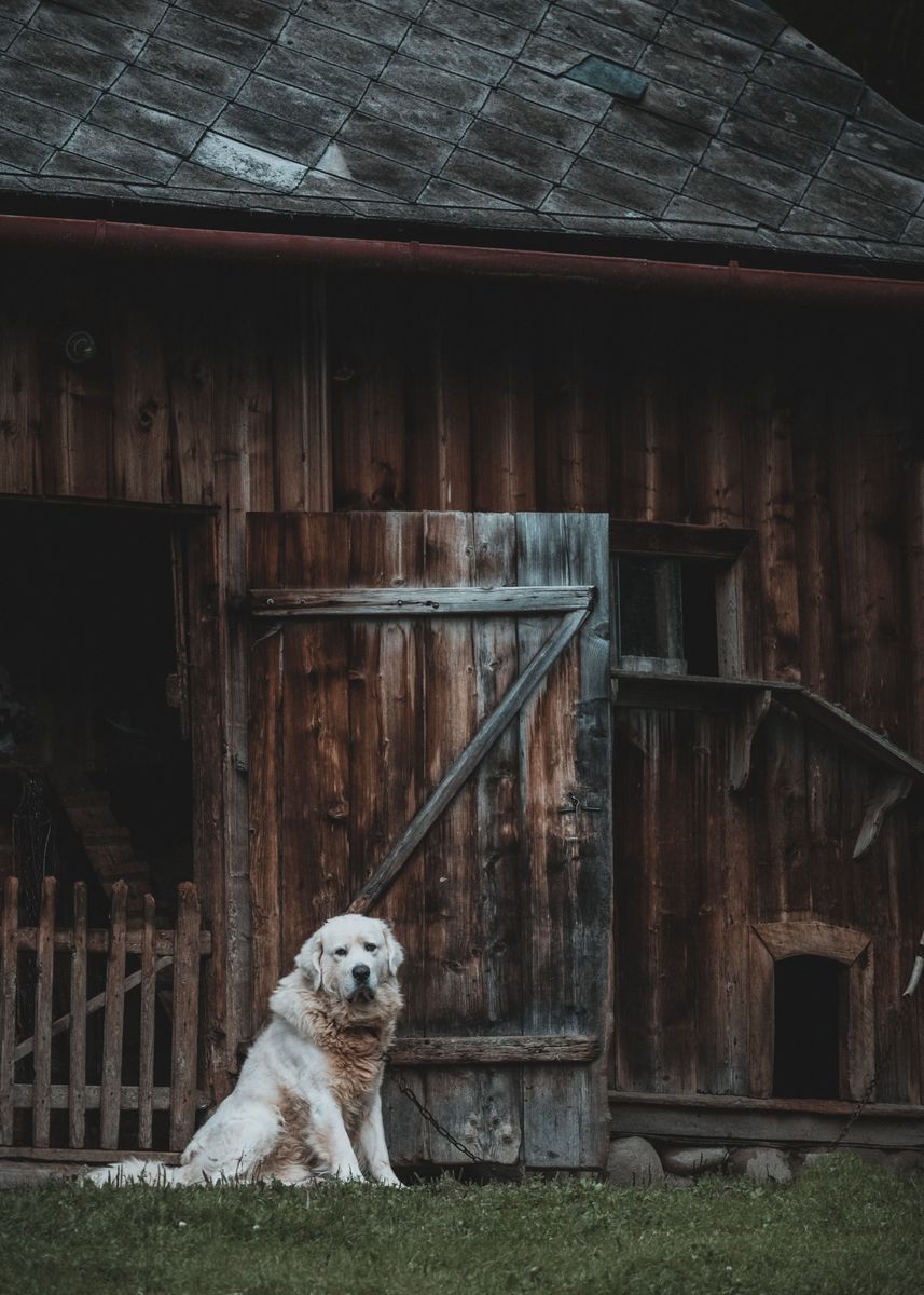 'White mountain dog' Poster, picture, metal print, paint by Adam ...