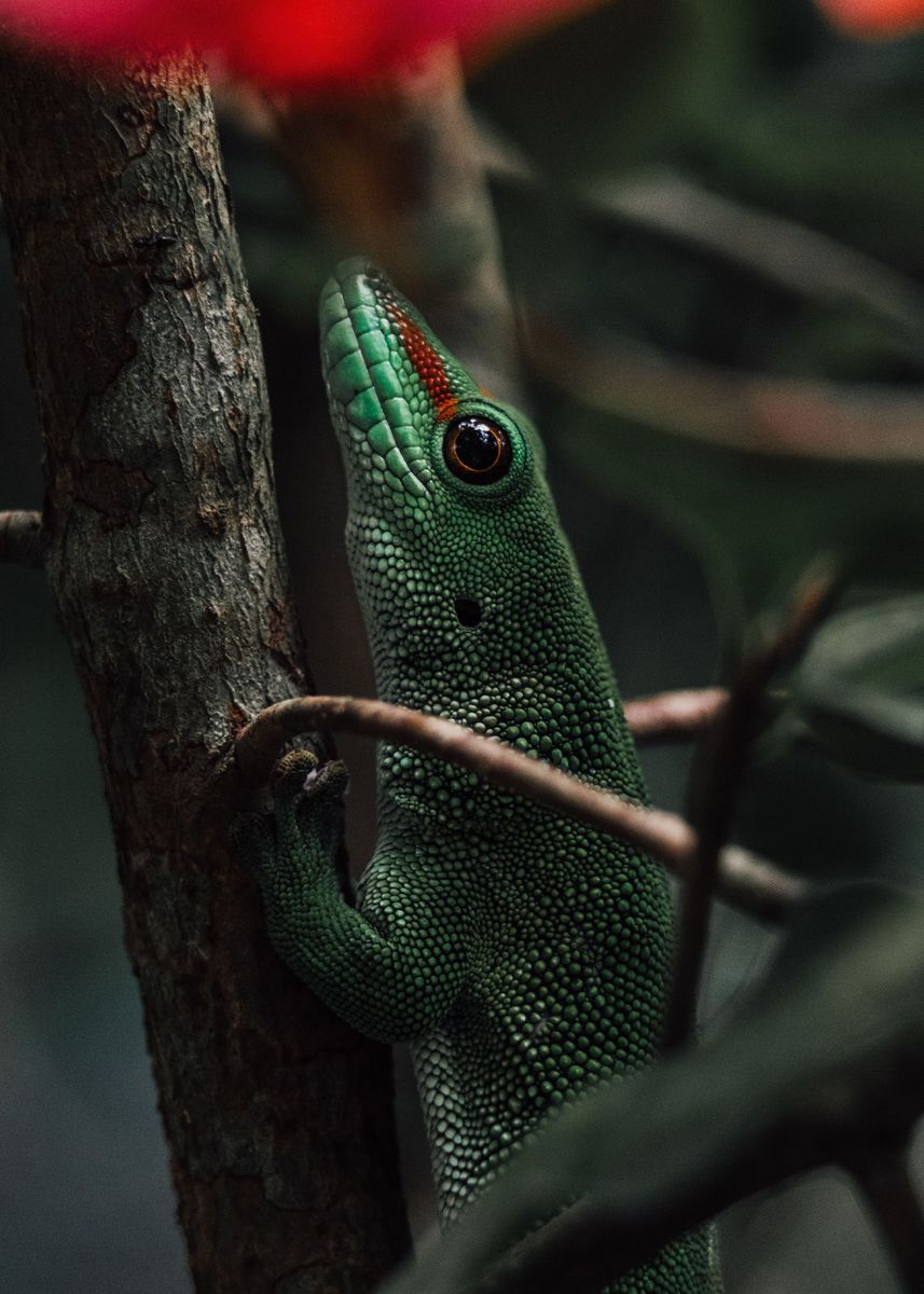 'Green Lizard' Poster, picture, metal print, paint by Iswanto Shizuno ...