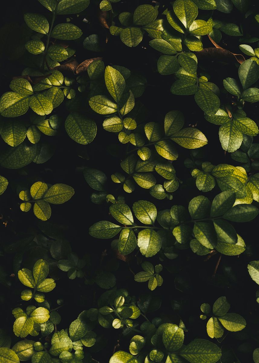 'Green Wood Tree' Poster by hyou keiryu | Displate