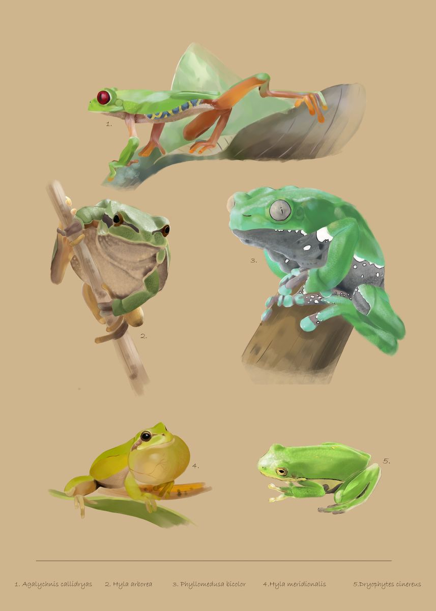 'Tree frogs ' Poster, picture, metal print, paint by Eko | Displate