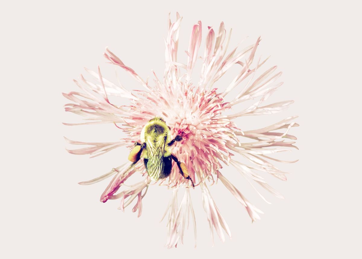 'Bumble Bee' Poster by Brooke T Ryan | Displate