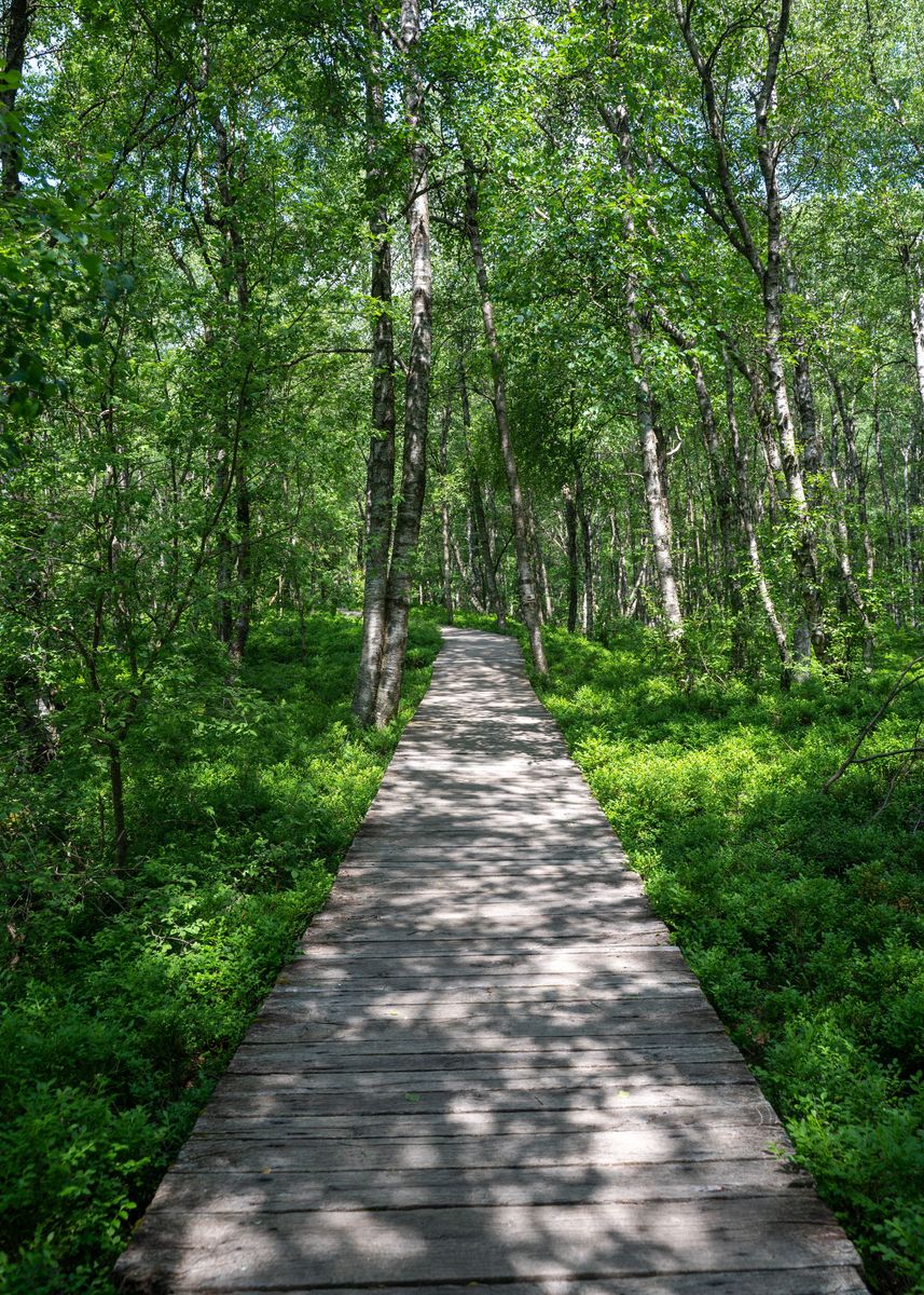 'Birch forest with path' Poster, picture, metal print, paint by Claudia ...