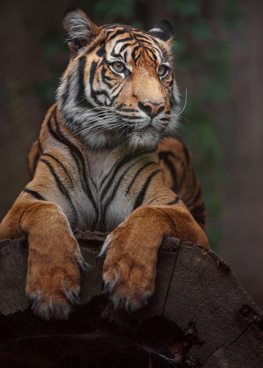 'tiger' Poster, picture, metal print, paint by riyadi elyas rahmadi ...
