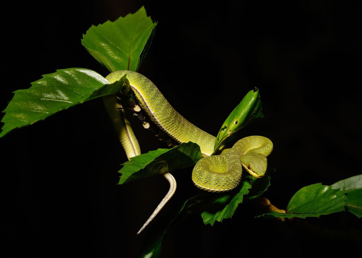'Tree Viper' Poster by force andrian | Displate
