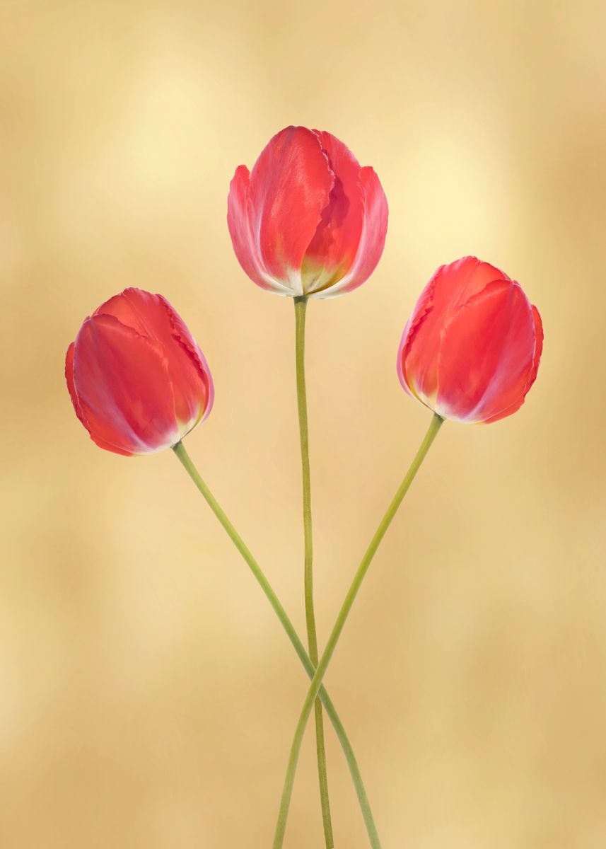 'Three red tulips' Poster, picture, metal print, paint by Katie Flenker ...