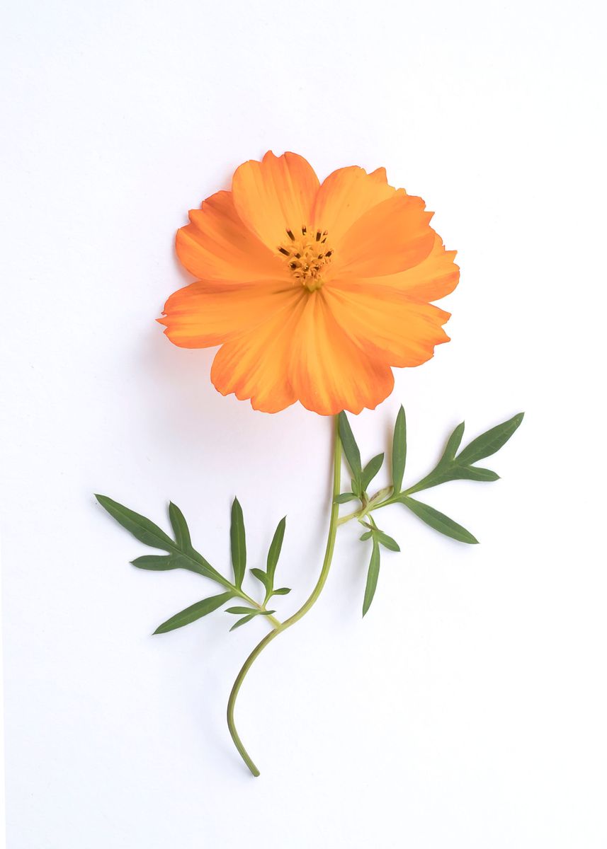 'Orange cosmos flower ' Poster, picture, metal print, paint by Katie ...