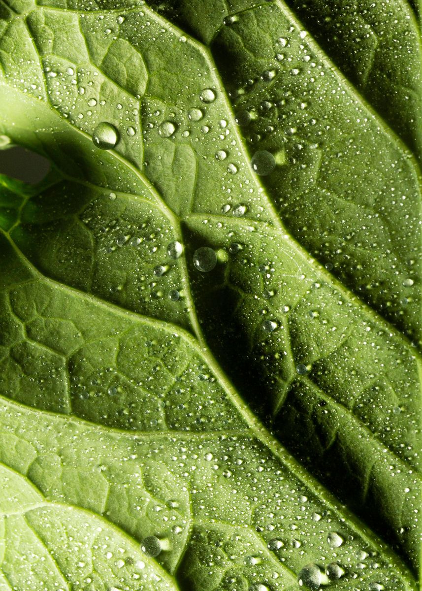 'Green leaf macro' Poster, picture, metal print, paint by Nikita ...