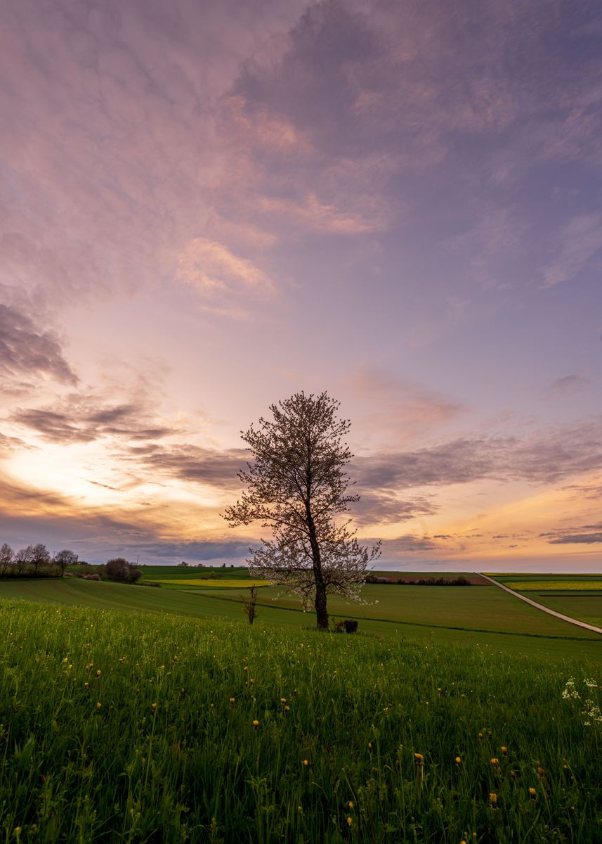 'Sunset tree in spring' Poster, picture, metal print, paint by Patrick ...