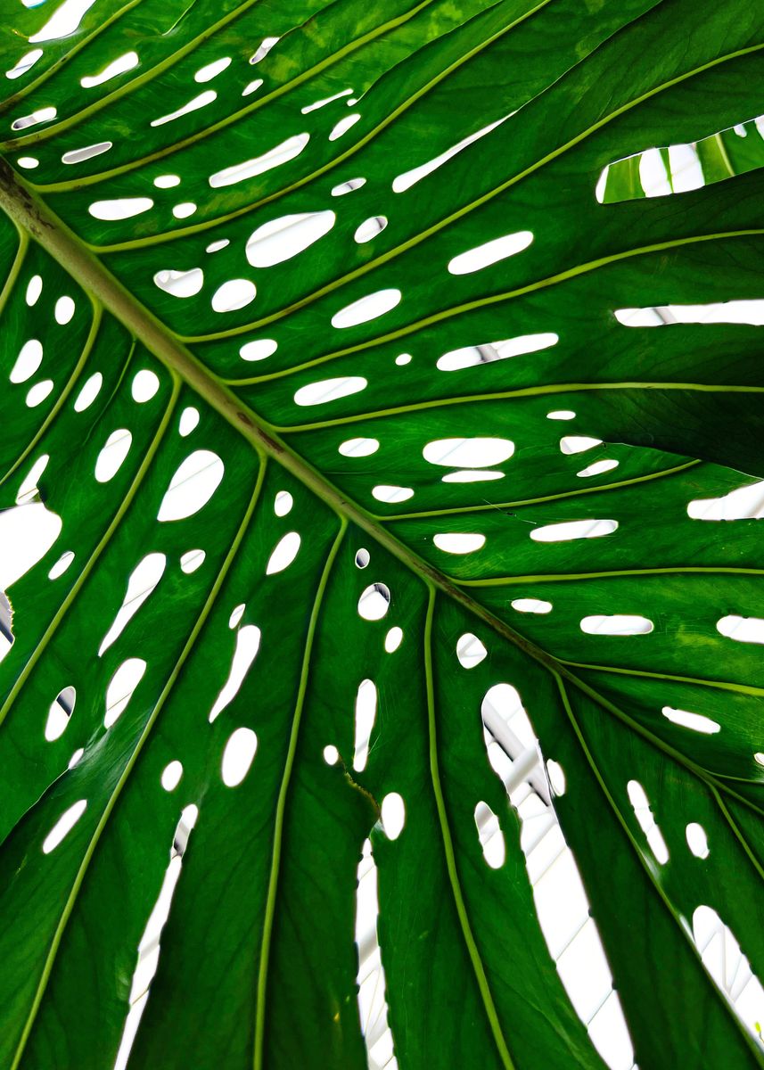 'Plant Texture' Poster by hyou keiryu | Displate