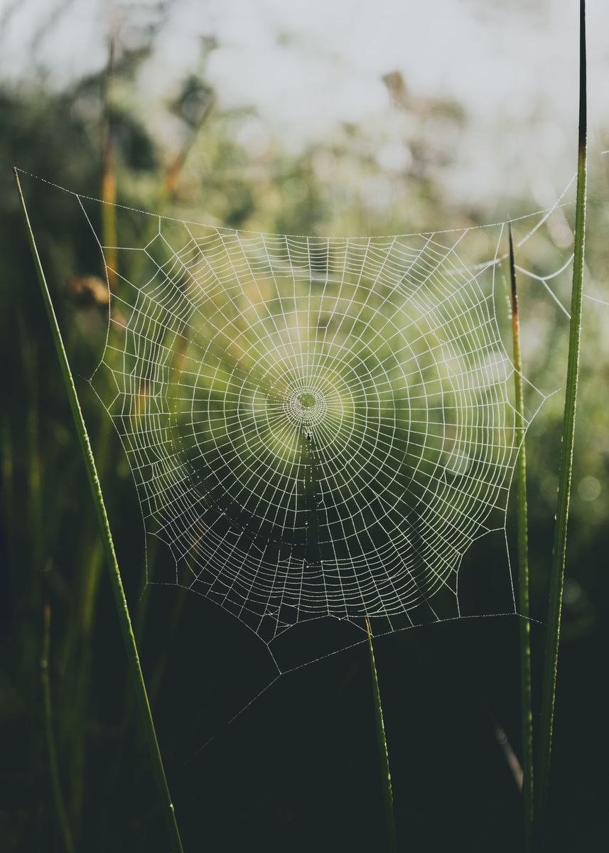 'Spider Web' Poster, picture, metal print, paint by 19thpic | Displate