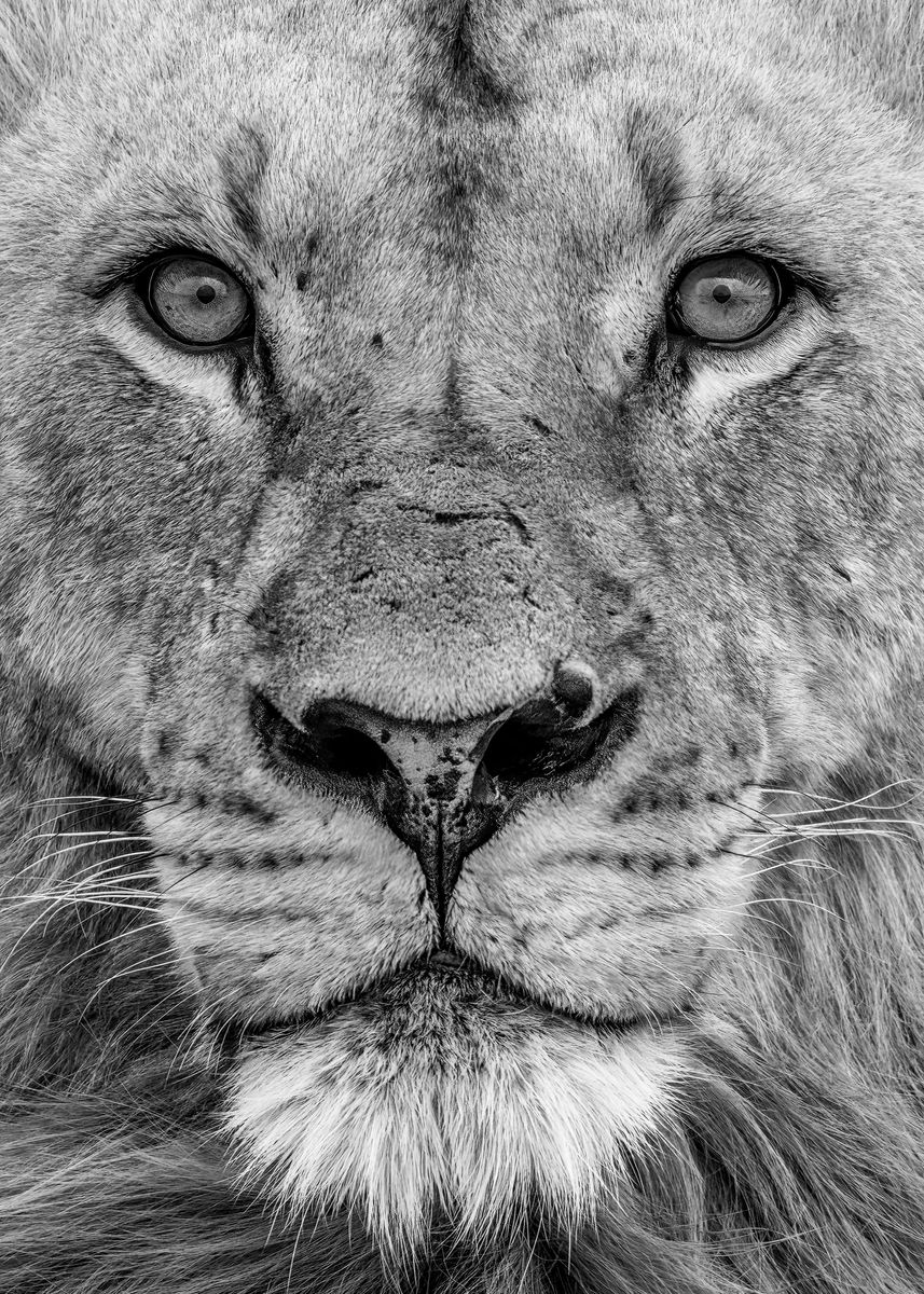 'Animal Lion Face' Poster, picture, metal print, paint by hyouri ...