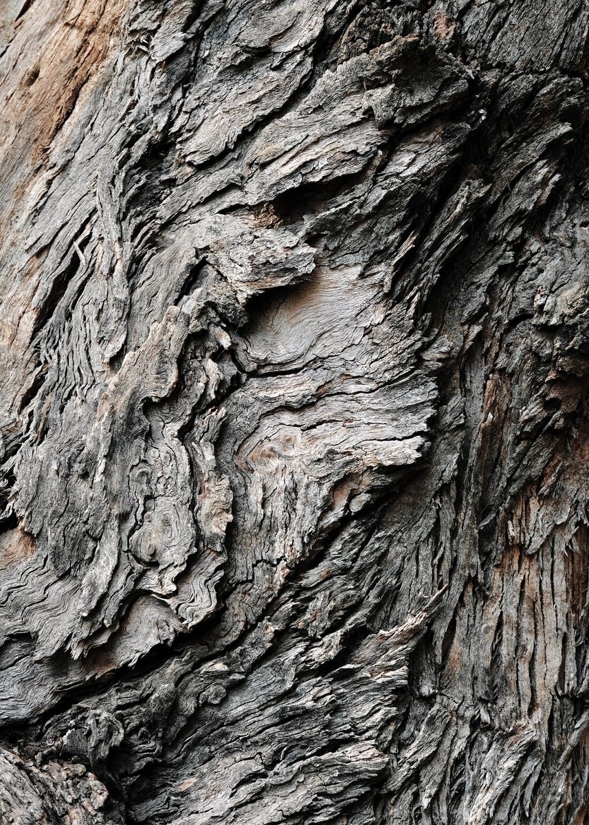 'Grey the Bark of a Tree' Poster, picture, metal print, paint by ...