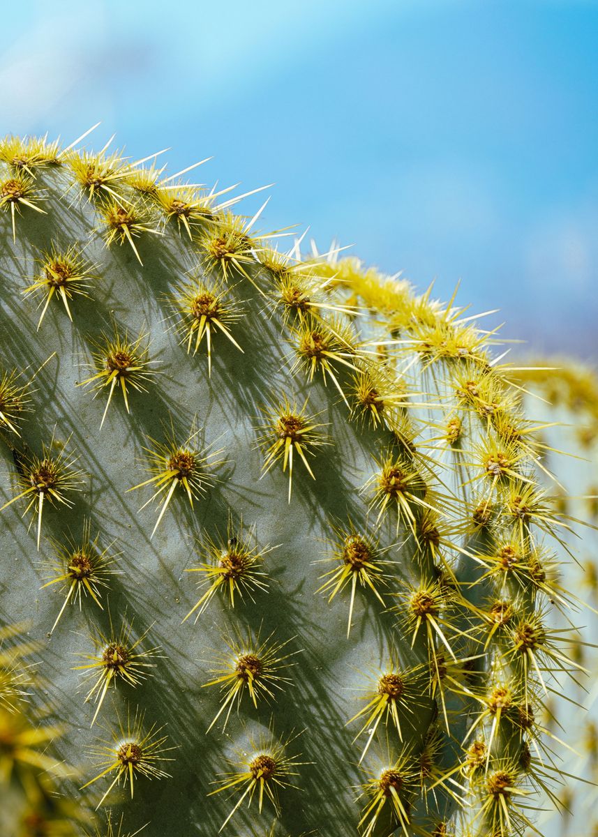 'Cactus flower' Poster, picture, metal print, paint by David Green ...
