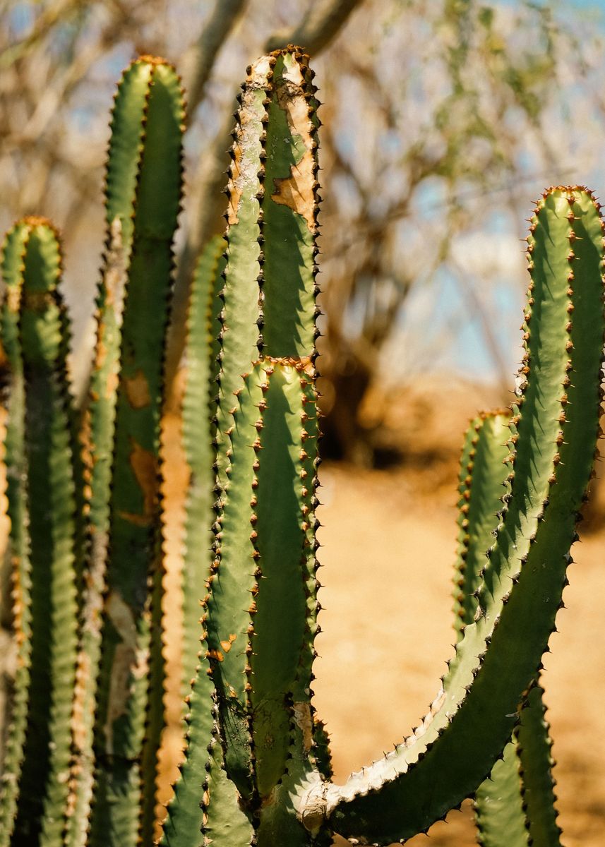 'Desert Cactus' Poster, picture, metal print, paint by David Green ...