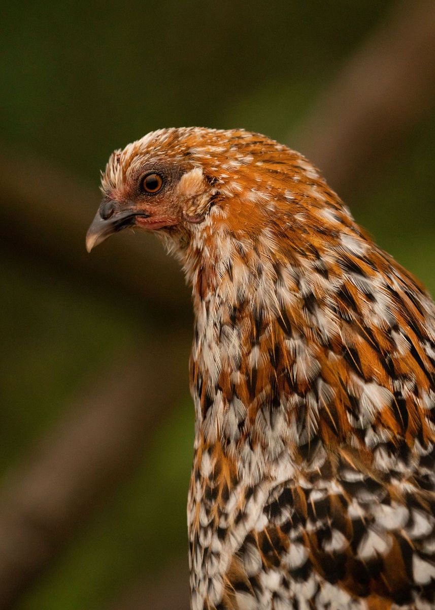 'photography wild chicken' Poster, picture, metal print, paint by Gray ...