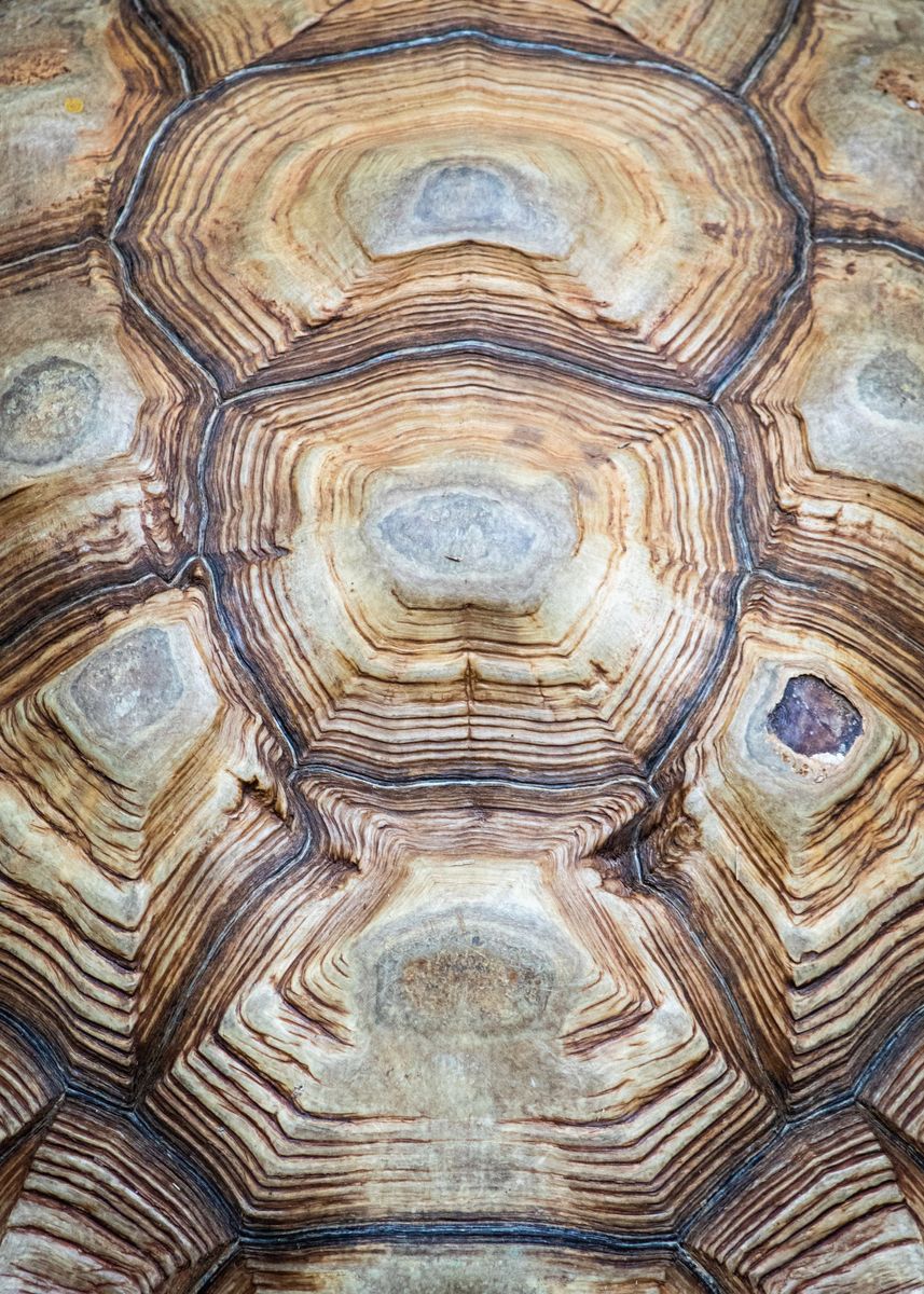 'Brown Turtle Shell' Poster, picture, metal print, paint by force ...