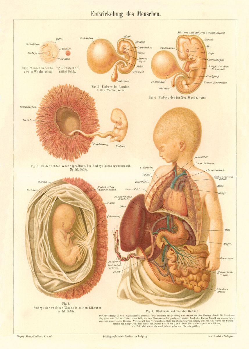 'Medicine Human development' Poster, picture, metal print, paint by ...