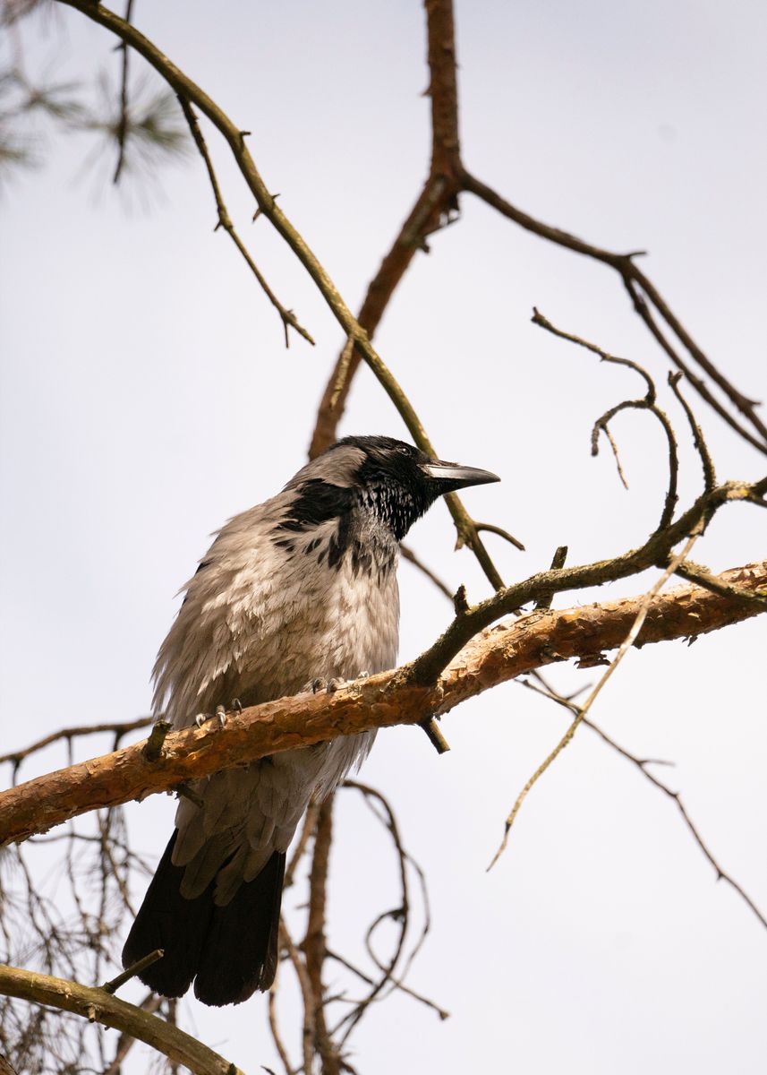 'photography of a crow' Poster by Gray Isi | Displate