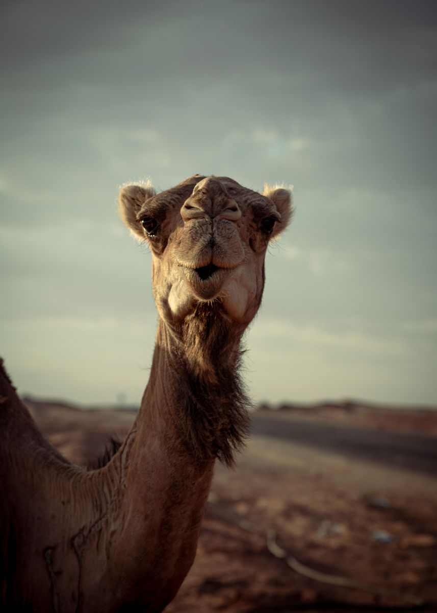 'Desert Camel Portrait' Poster, picture, metal print, paint by Mohammed ...