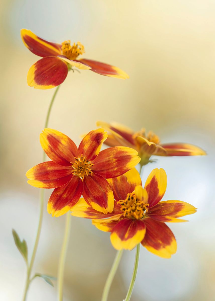 'Autumn flowers' Poster by Mycatherina | Displate