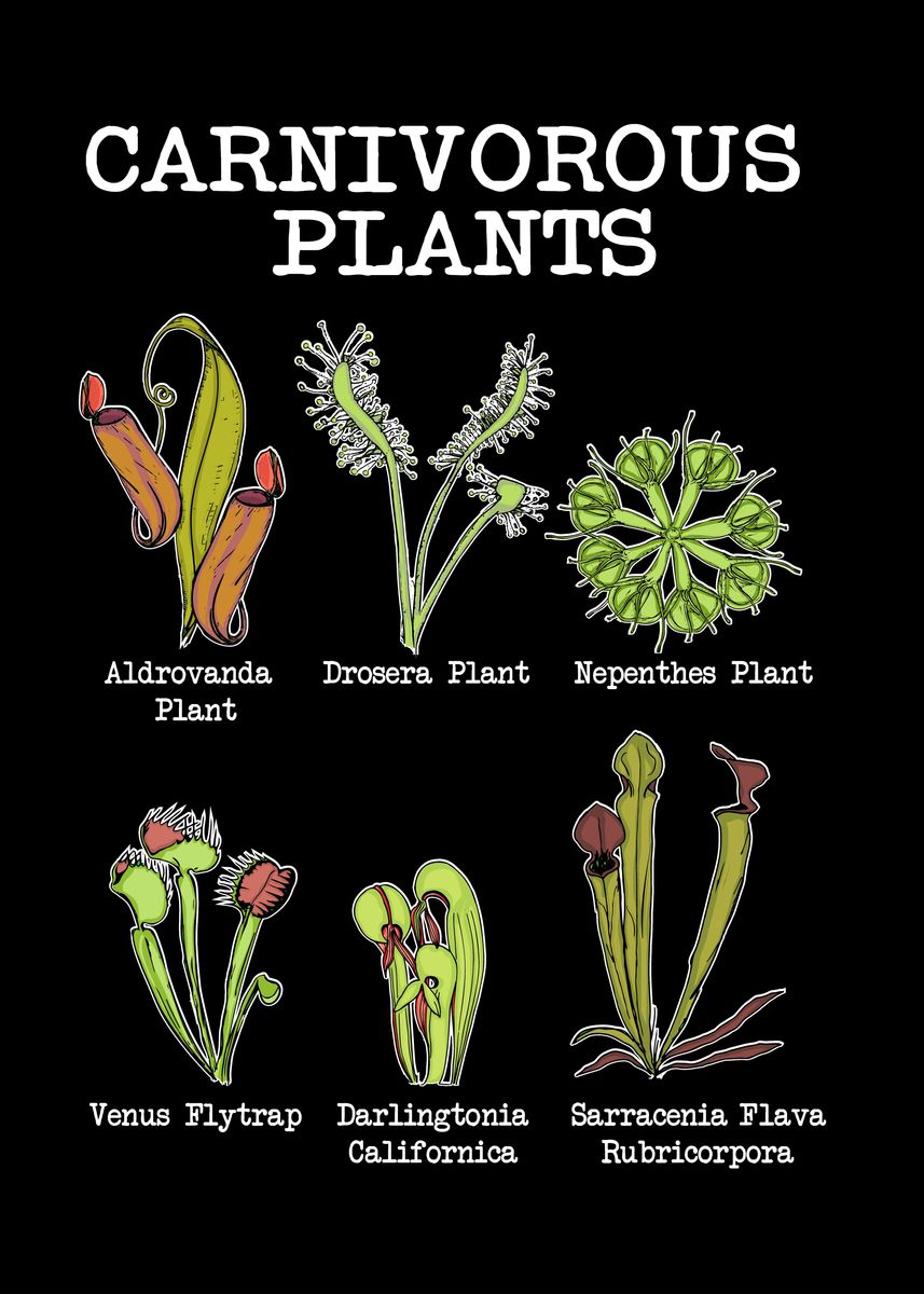 'Carnivorous Plants Species' Poster, picture, metal print, paint by ...