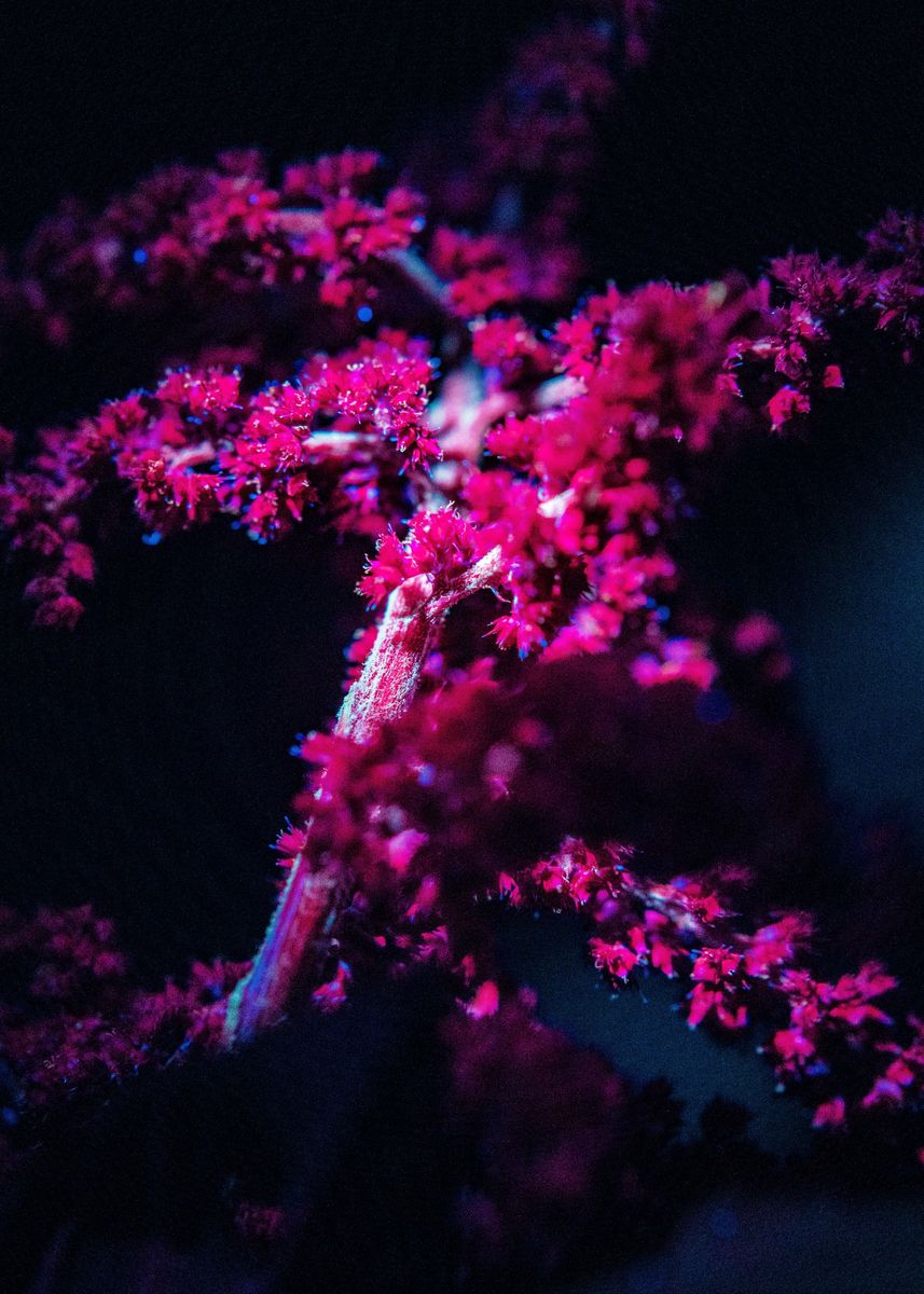 'Red Amaranth ' Poster by Aleni | Displate