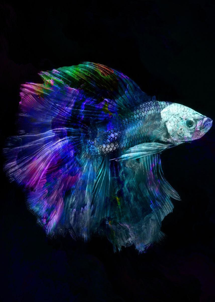 'BETTA FISH' Poster, picture, metal print, paint by Kilua | Displate
