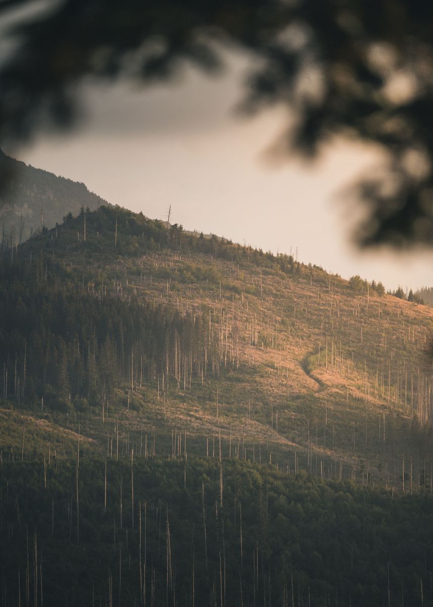 'Path in mountains' Poster, picture, metal print, paint by Adam ...