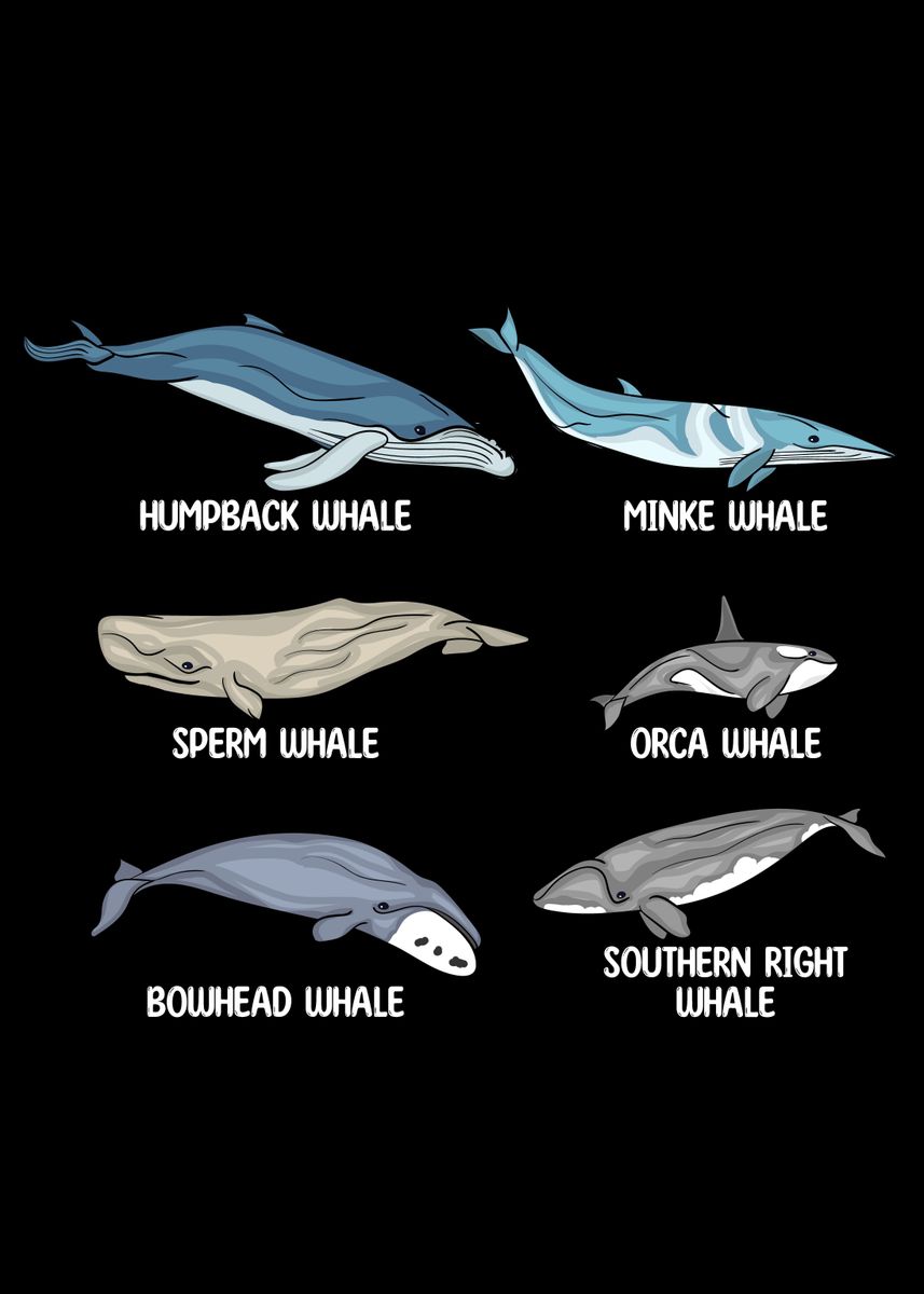 'Whales Species Whale Gift' Poster, picture, metal print, paint by ...