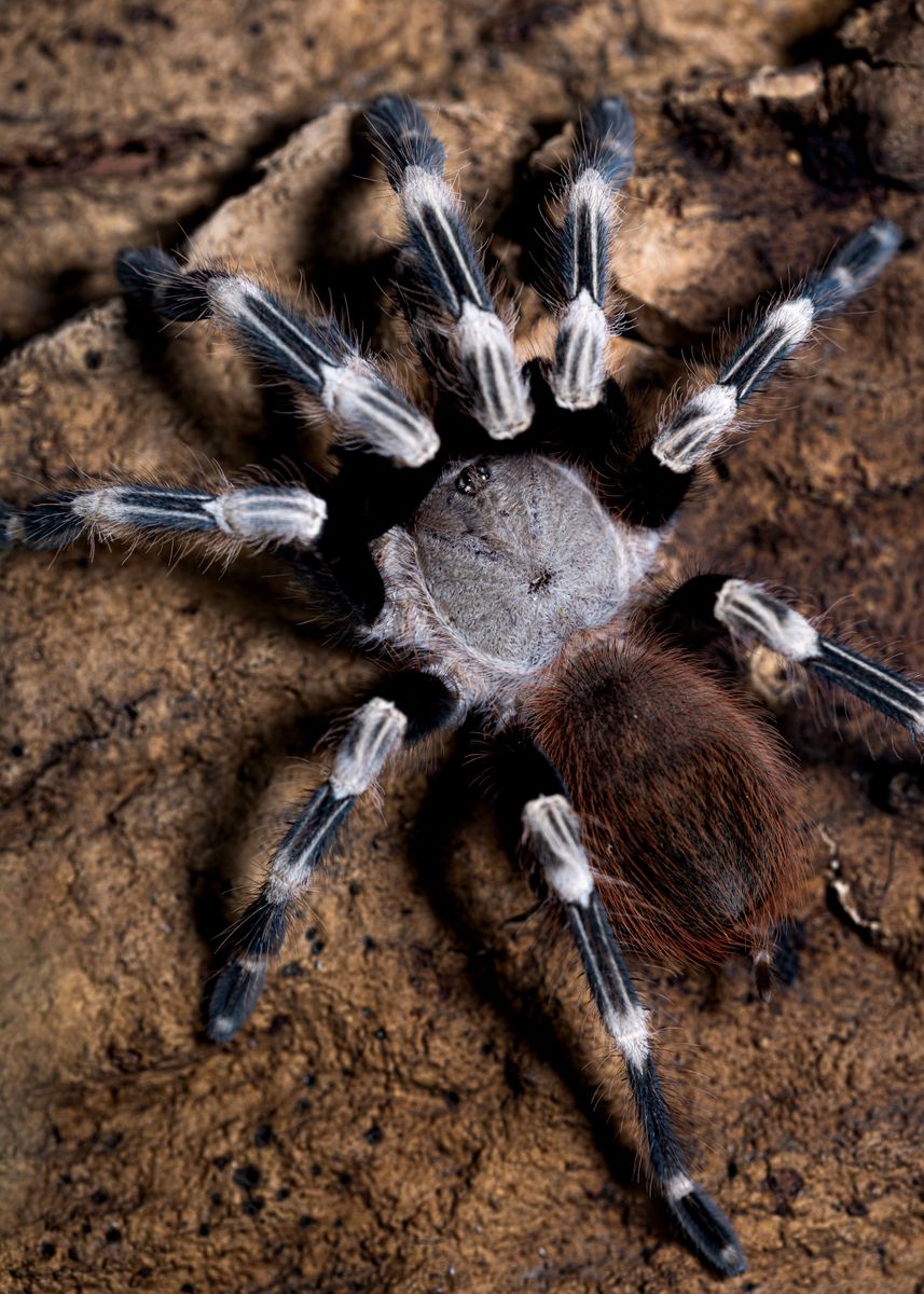 'Nhandu Chromatus Tarantula' Poster, picture, metal print, paint by ...