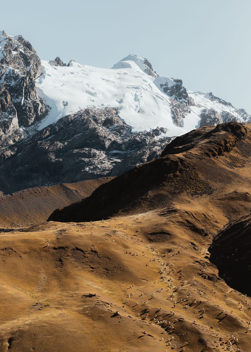 'Alpacas in the Andes' Poster, picture, metal print, paint by Yann Droy ...