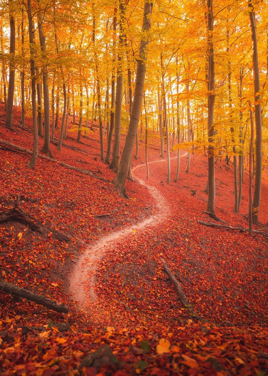 'Beautiful autumn forest' Poster, picture, metal print, paint by BURRY ...